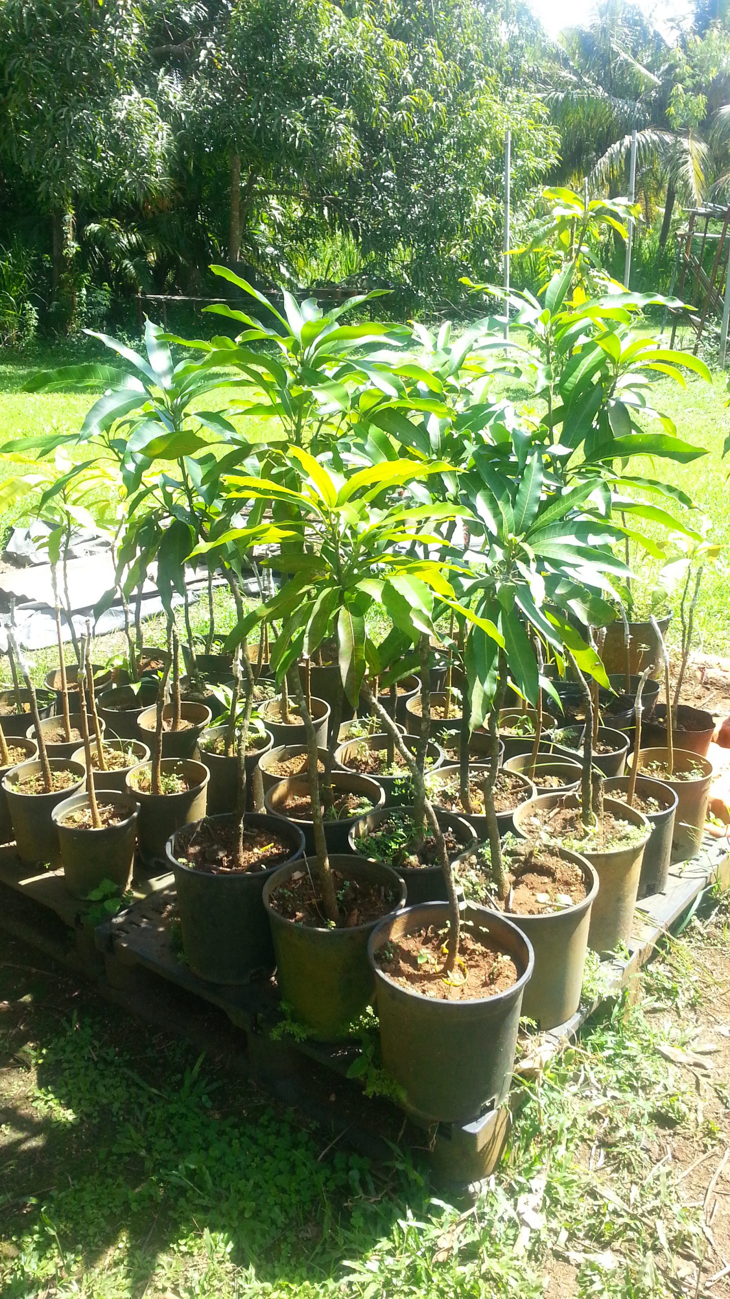 Specialty Saddle Grafted Mango Trees for Sale - Farm to Table Guam Corp.