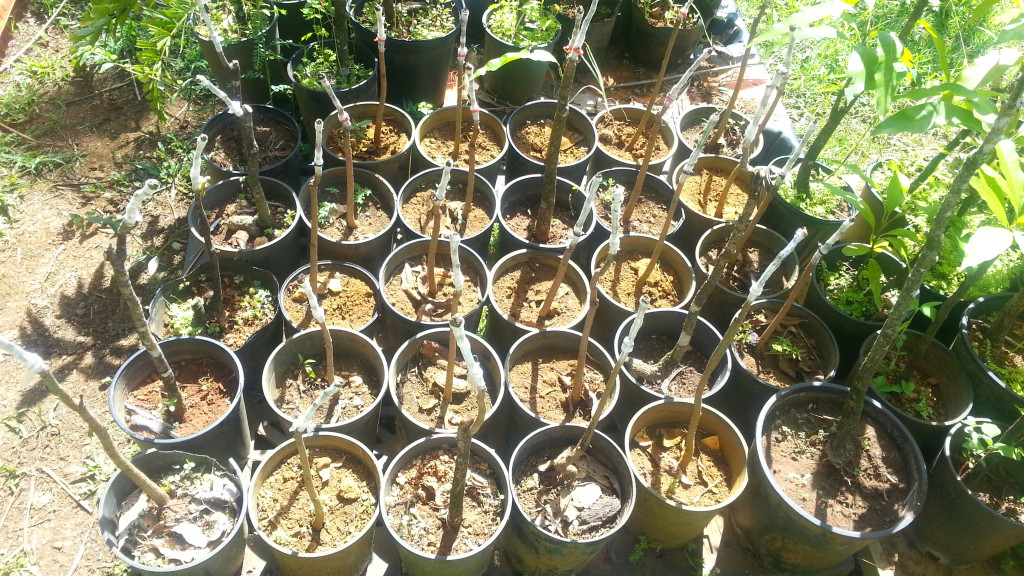 Specialty Saddle Grafted Mango Trees for Sale - Farm to Table Guam Corp.