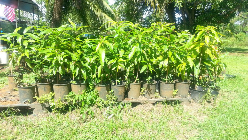 Specialty Saddle Grafted Mango Trees for Sale - Farm to Table Guam Corp.