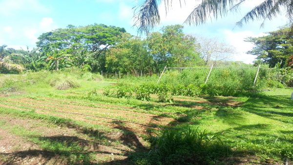 Farm to Table Guam - Farm to Table Guam Corp.
