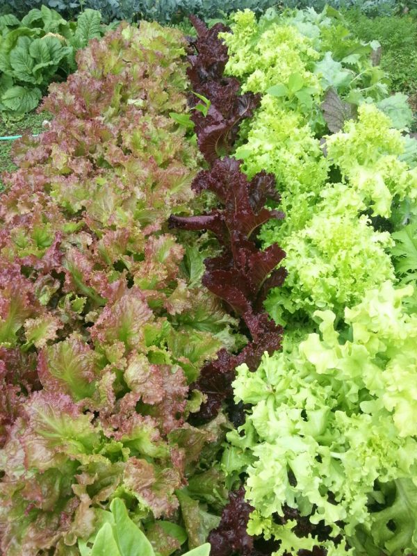 Tips on Starting and Maintaining a Garden on Guam - Farm to Table Guam ...