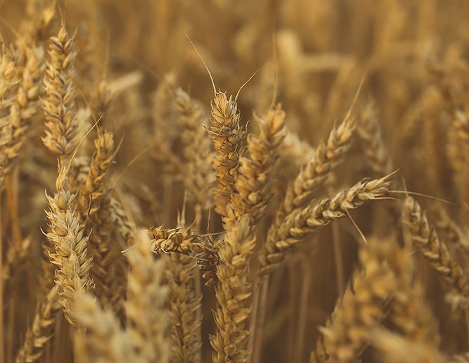 Gallery 1 - Farm to Table Guam Corp.