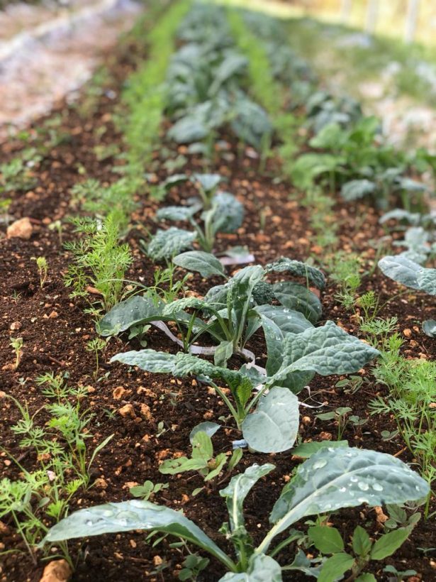 Tips on Starting and Maintaining a Garden on Guam - Farm to Table Guam ...